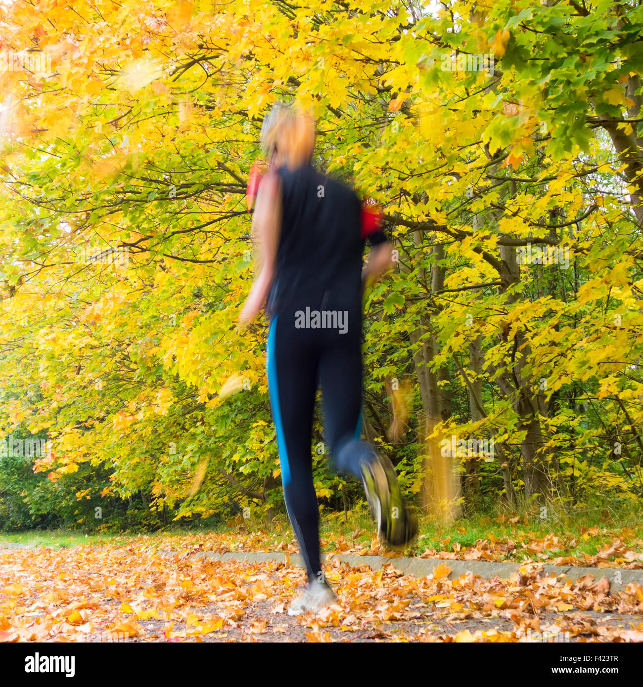 Rear view of jogger, runner on forest trail in Autumn. UK Stock Photo ...