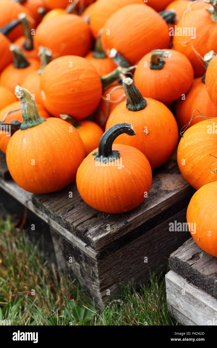 American pumpkins hi-res stock photography and images - Alamy