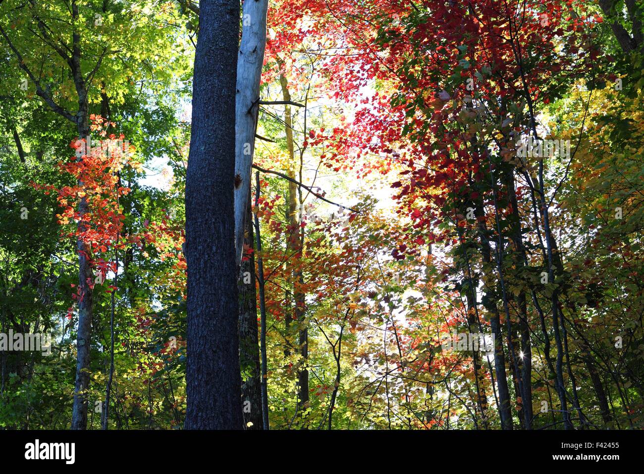 New england fall colors trees hi-res stock photography and images - Alamy