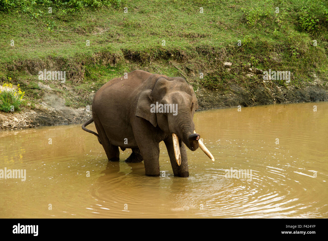 The Indian elephant (Elephas maximus indicus) is one of three ...