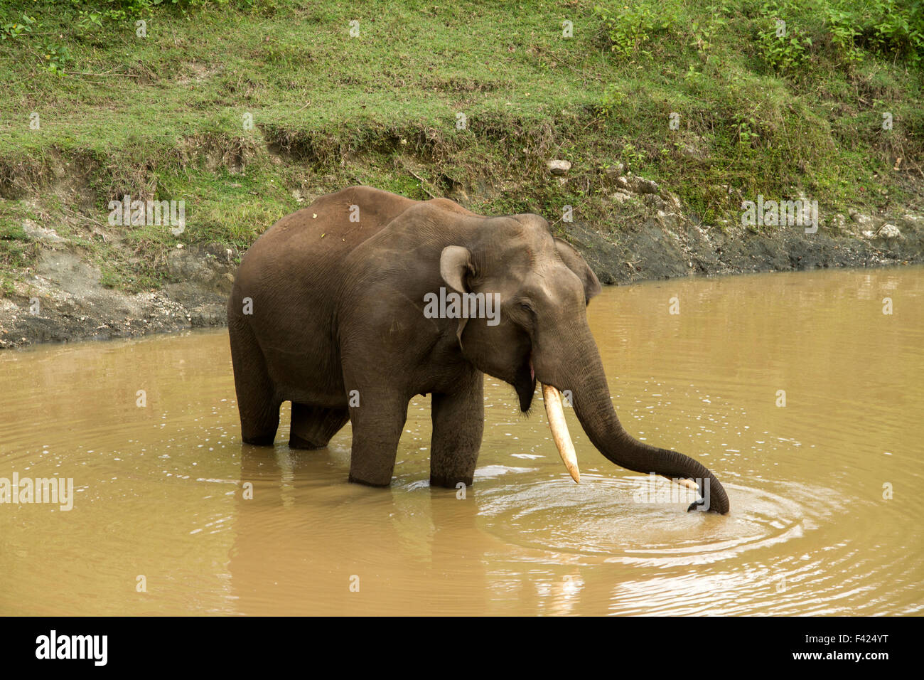 The Indian elephant (Elephas maximus indicus) is one of three ...