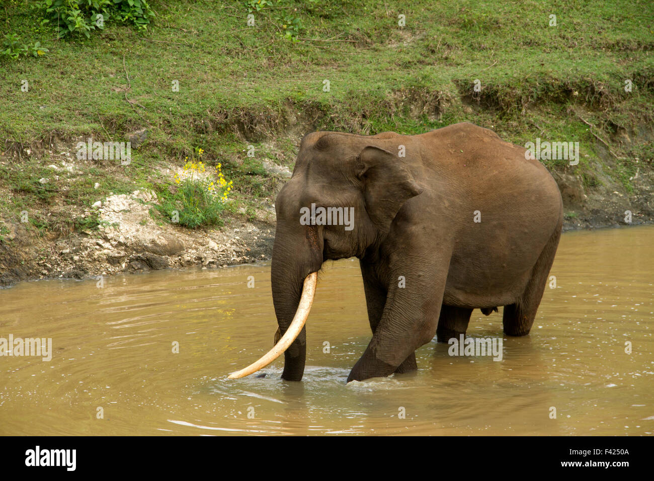 The Indian elephant (Elephas maximus indicus) is one of three ...