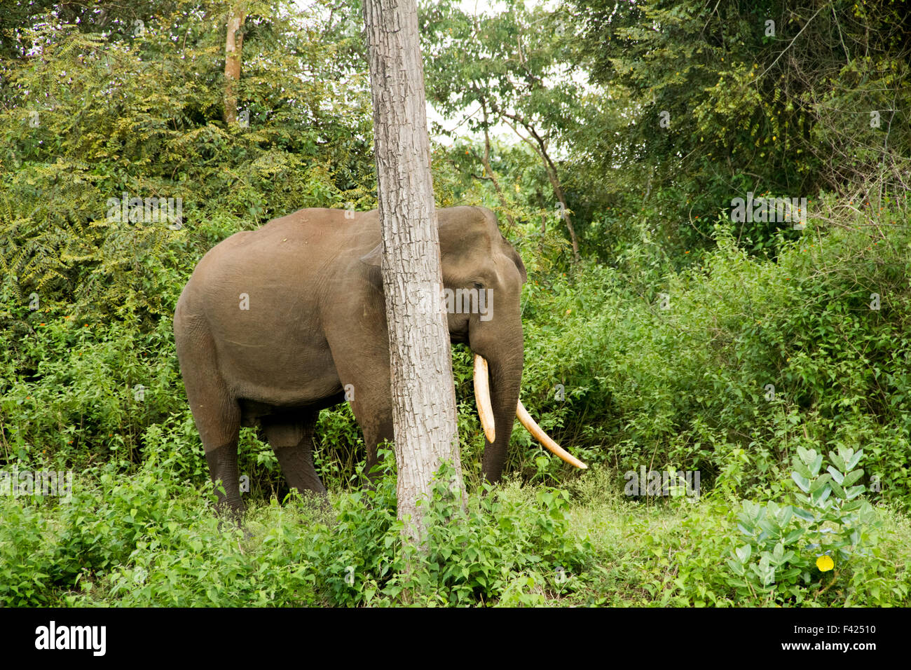 The Indian elephant (Elephas maximus indicus) is one of three ...