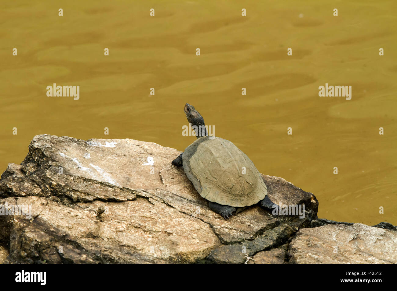 Painted face of sepik river hi-res stock photography and images - Alamy