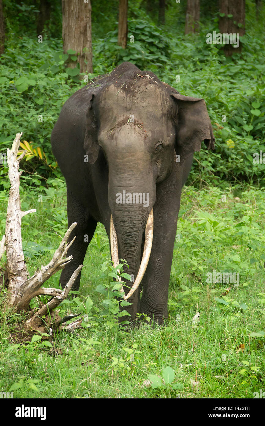 The Indian elephant (Elephas maximus indicus) is one of three ...