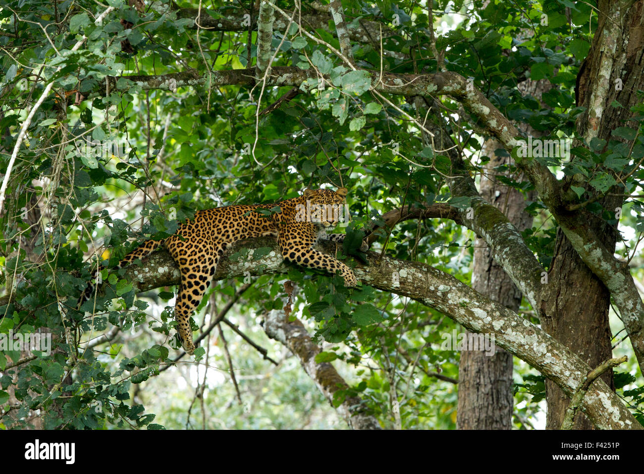 The Indian leopard (Panthera pardus fusca) is a leopard subspecies ...