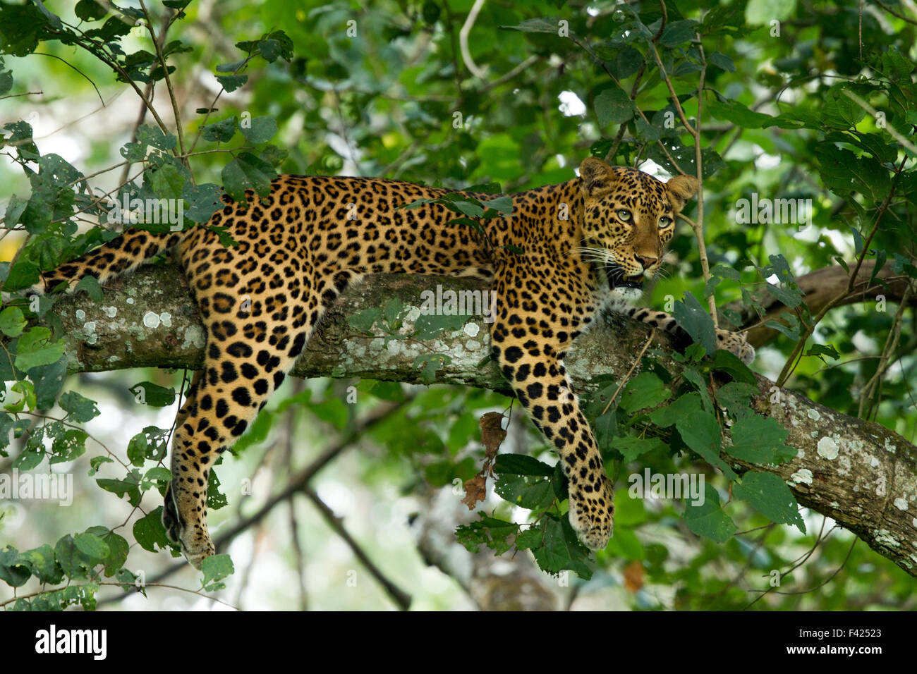 The Indian leopard (Panthera pardus fusca) is a leopard subspecies ...