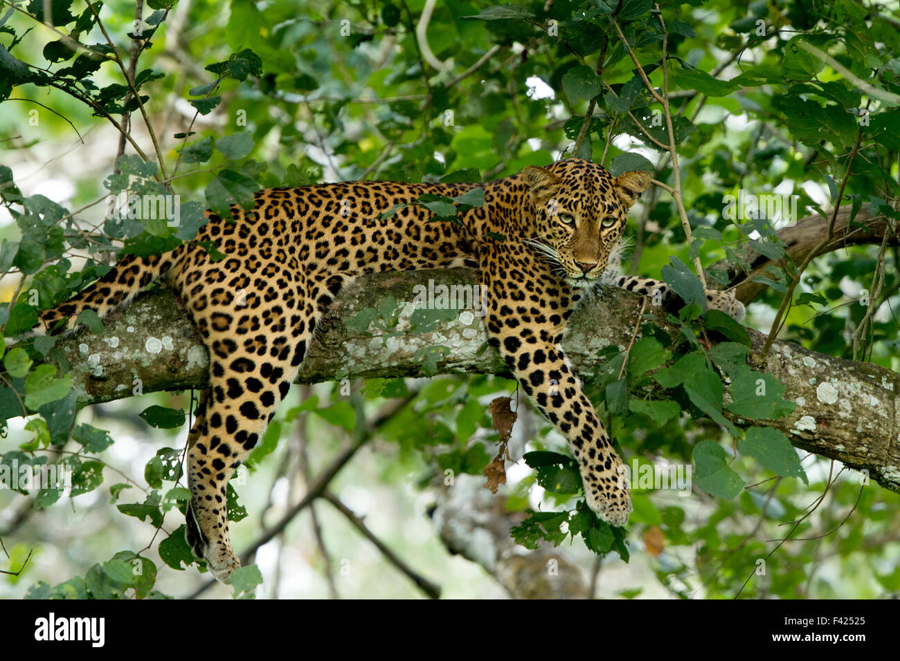 Indian Leopard