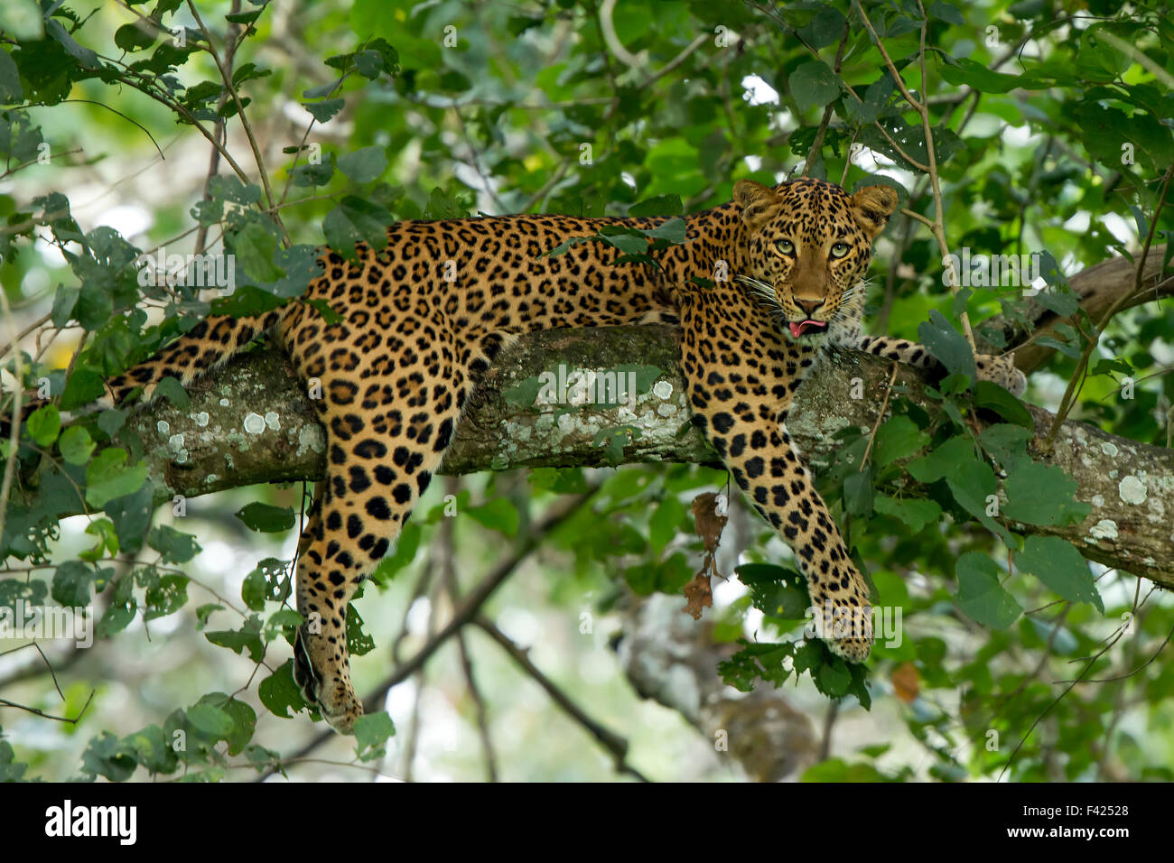 Panthera pardus fusca hi-res stock photography and images - Alamy