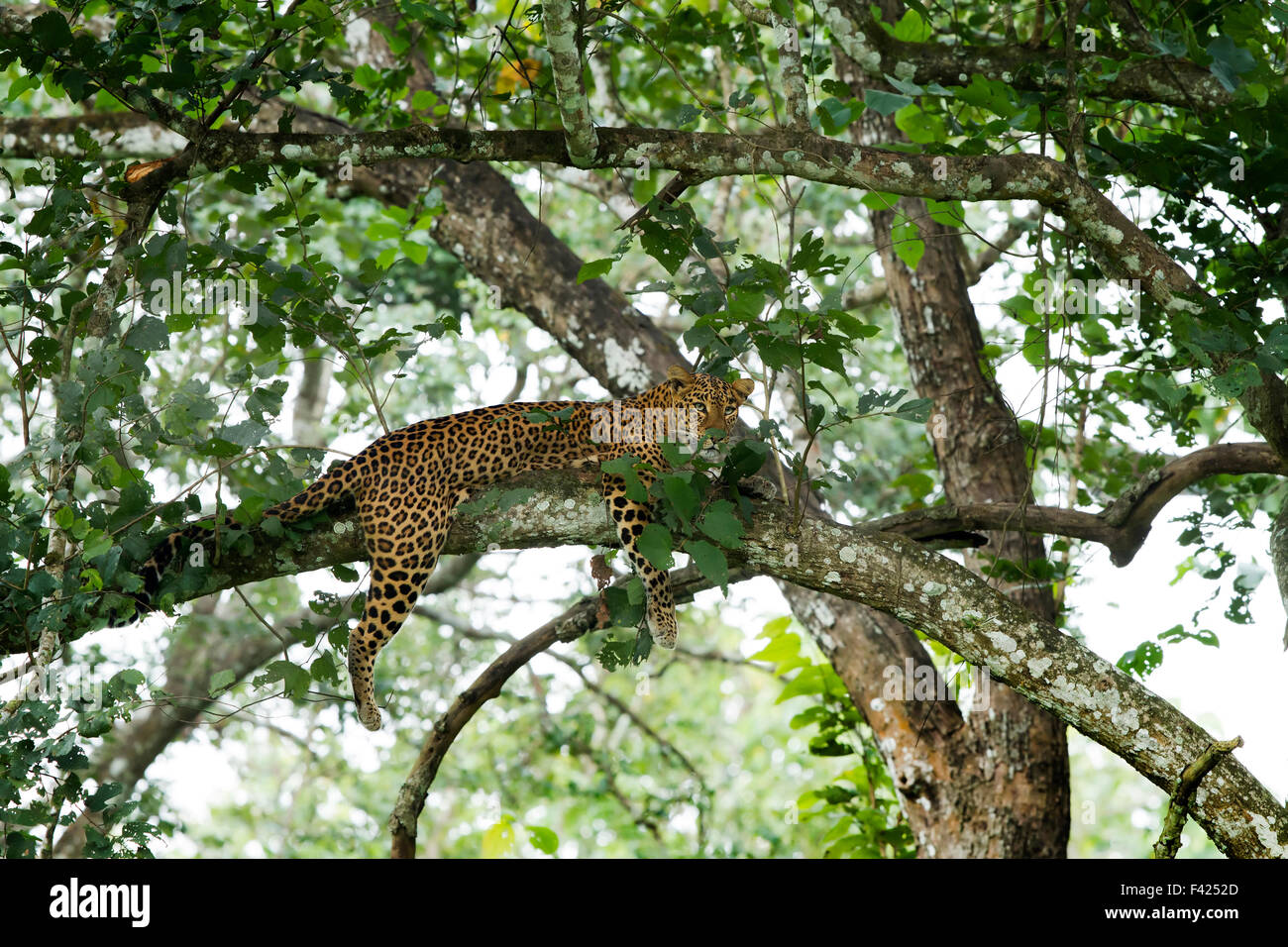 The Indian leopard (Panthera pardus fusca) is a leopard subspecies ...