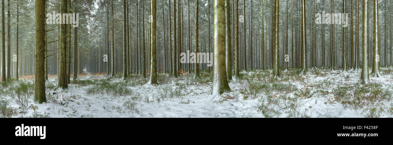 Trees in winter ardennes hi-res stock photography and images - Alamy