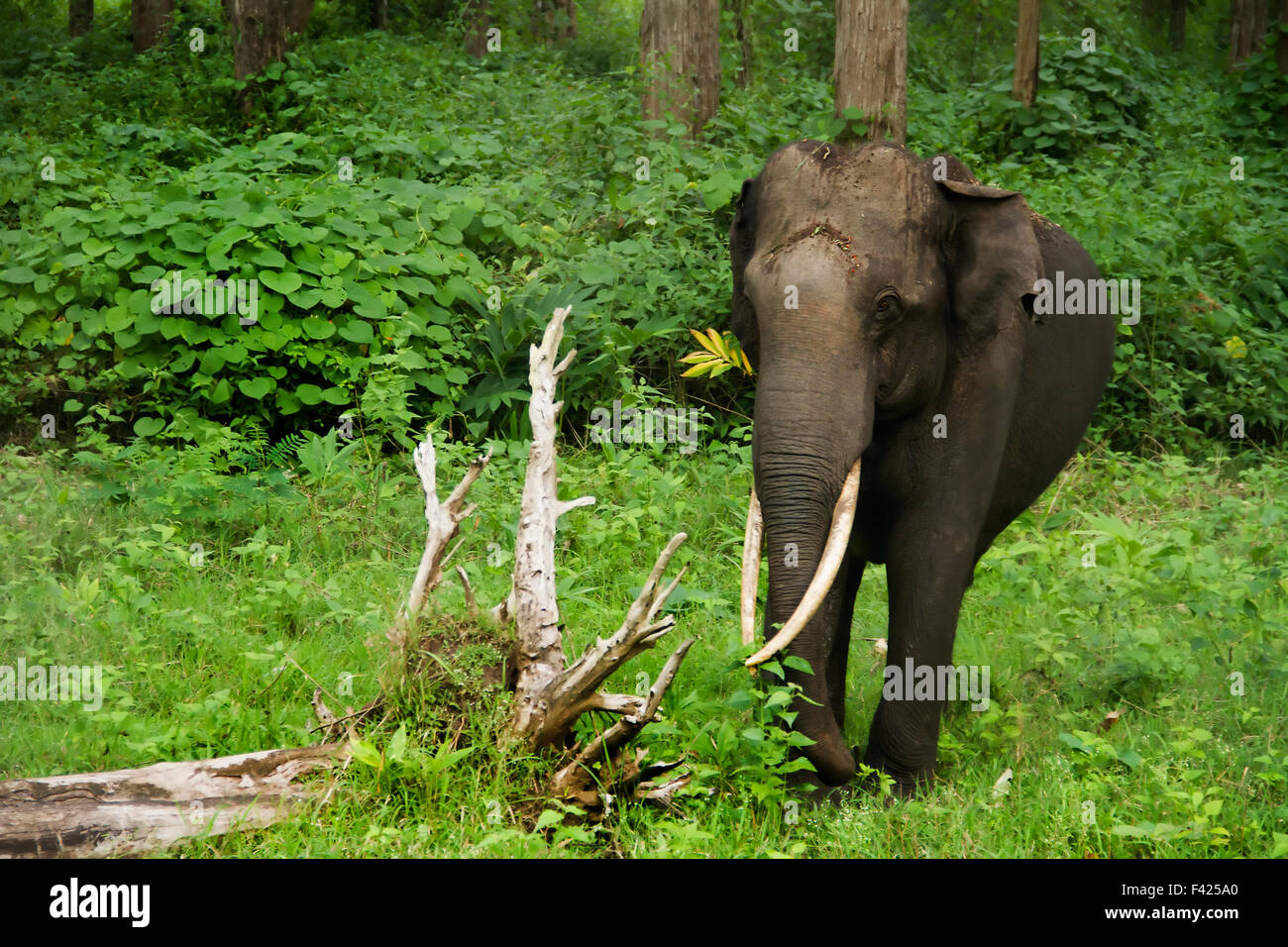 The Indian elephant (Elephas maximus indicus) is one of three ...