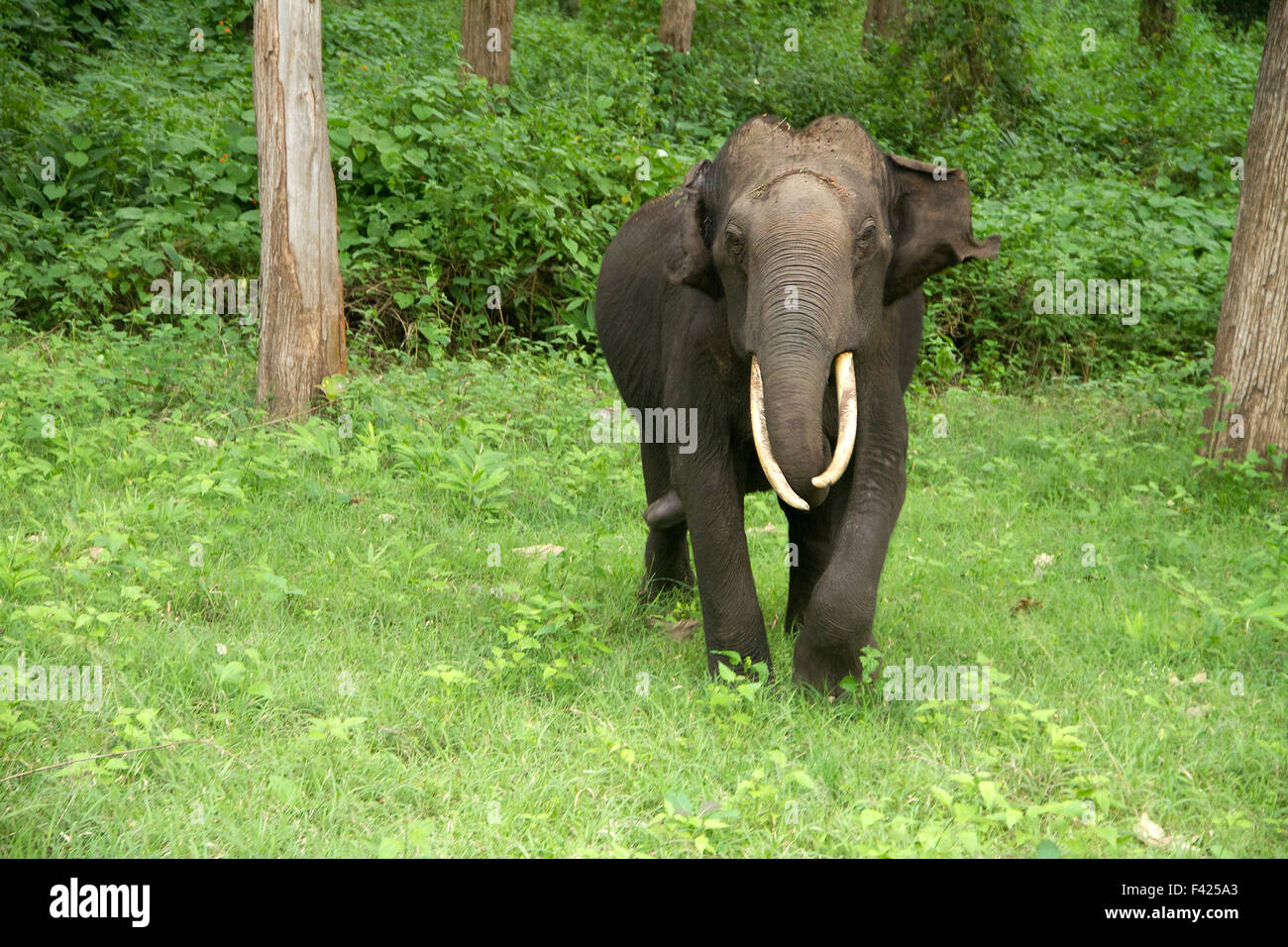 The Indian elephant (Elephas maximus indicus) is one of three ...