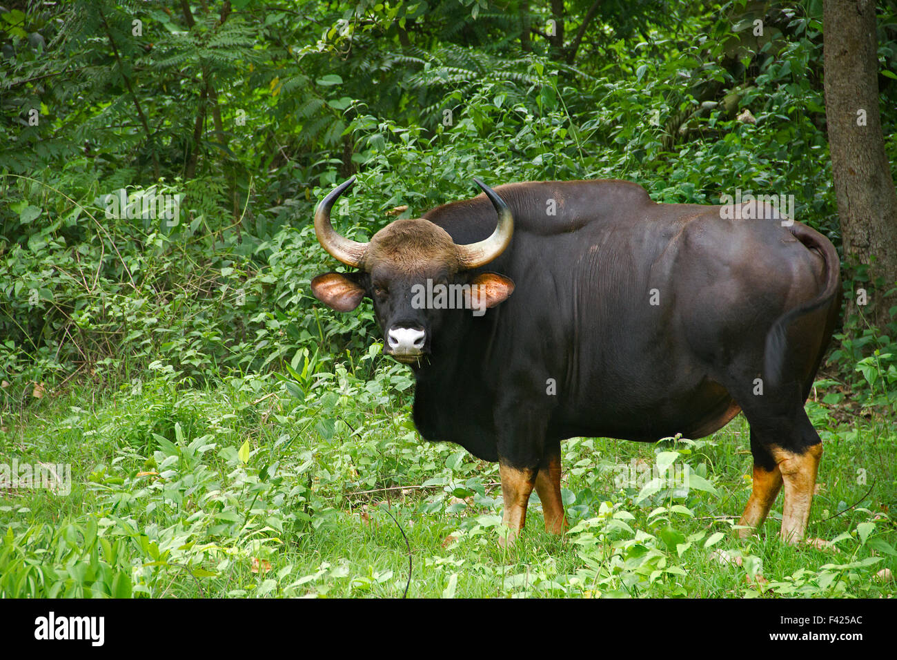 The gaur (Bos gaurus), also called Indian bison, is the largest extant ...