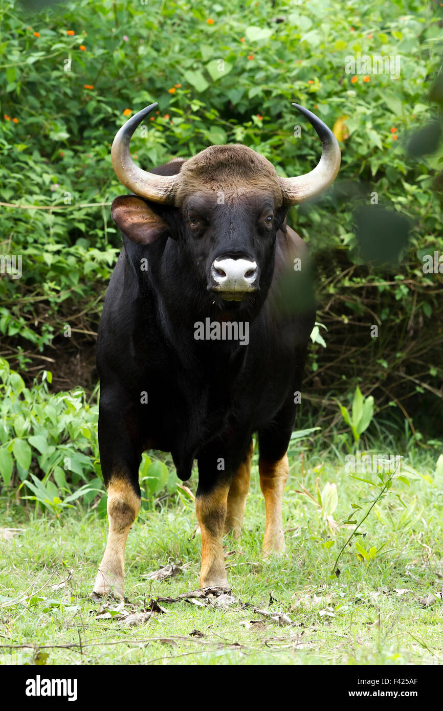 Indian gaur face High Resolution Stock Photography and Images - Alamy