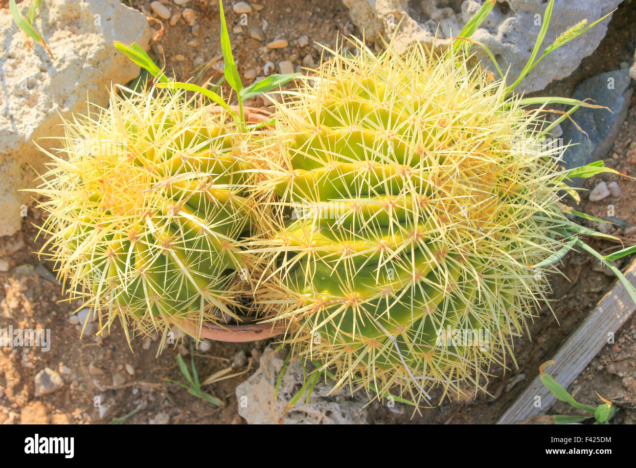 Smooth cactus hi-res stock photography and images - Alamy
