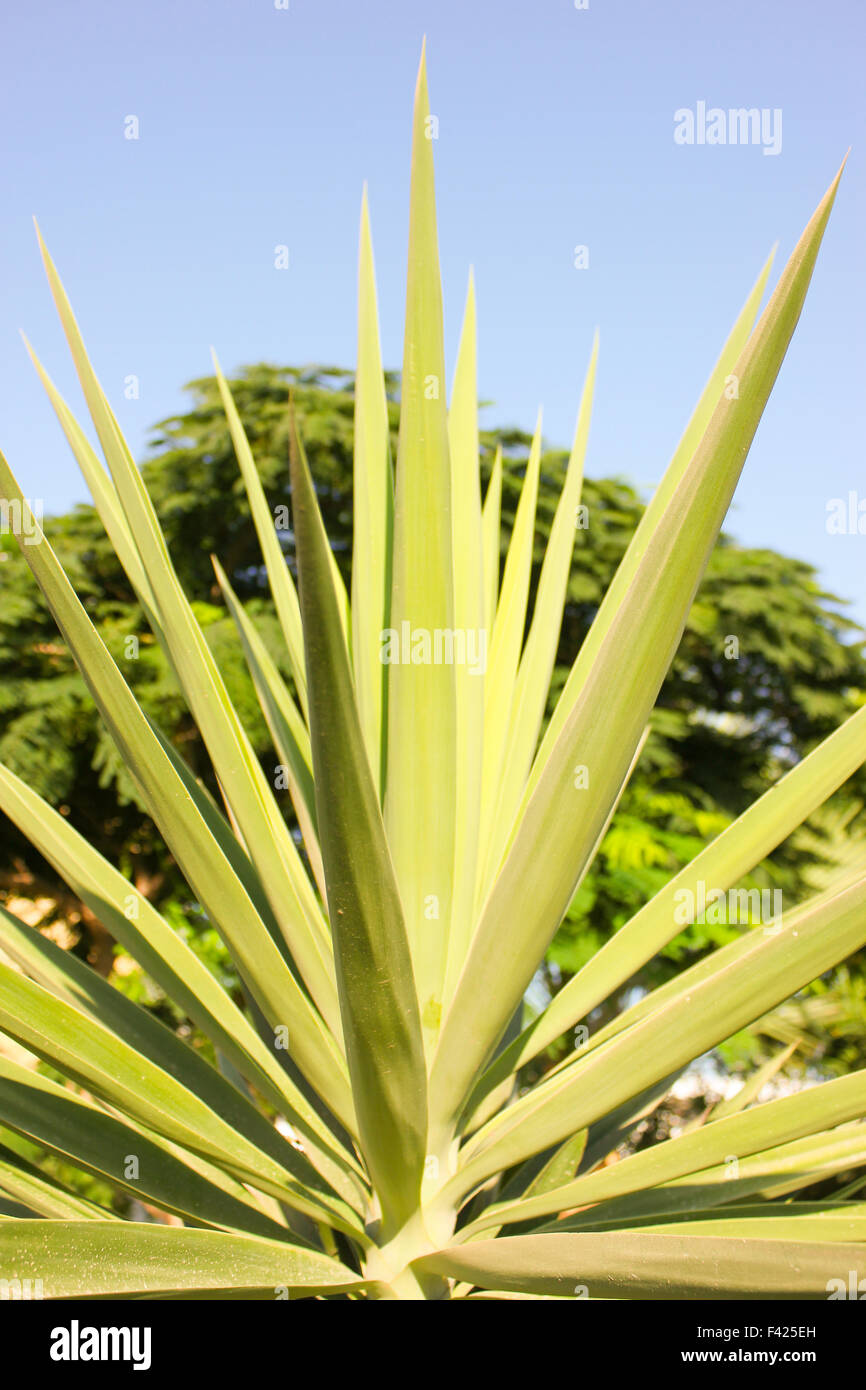 Natural leaf form hi-res stock photography and images - Alamy