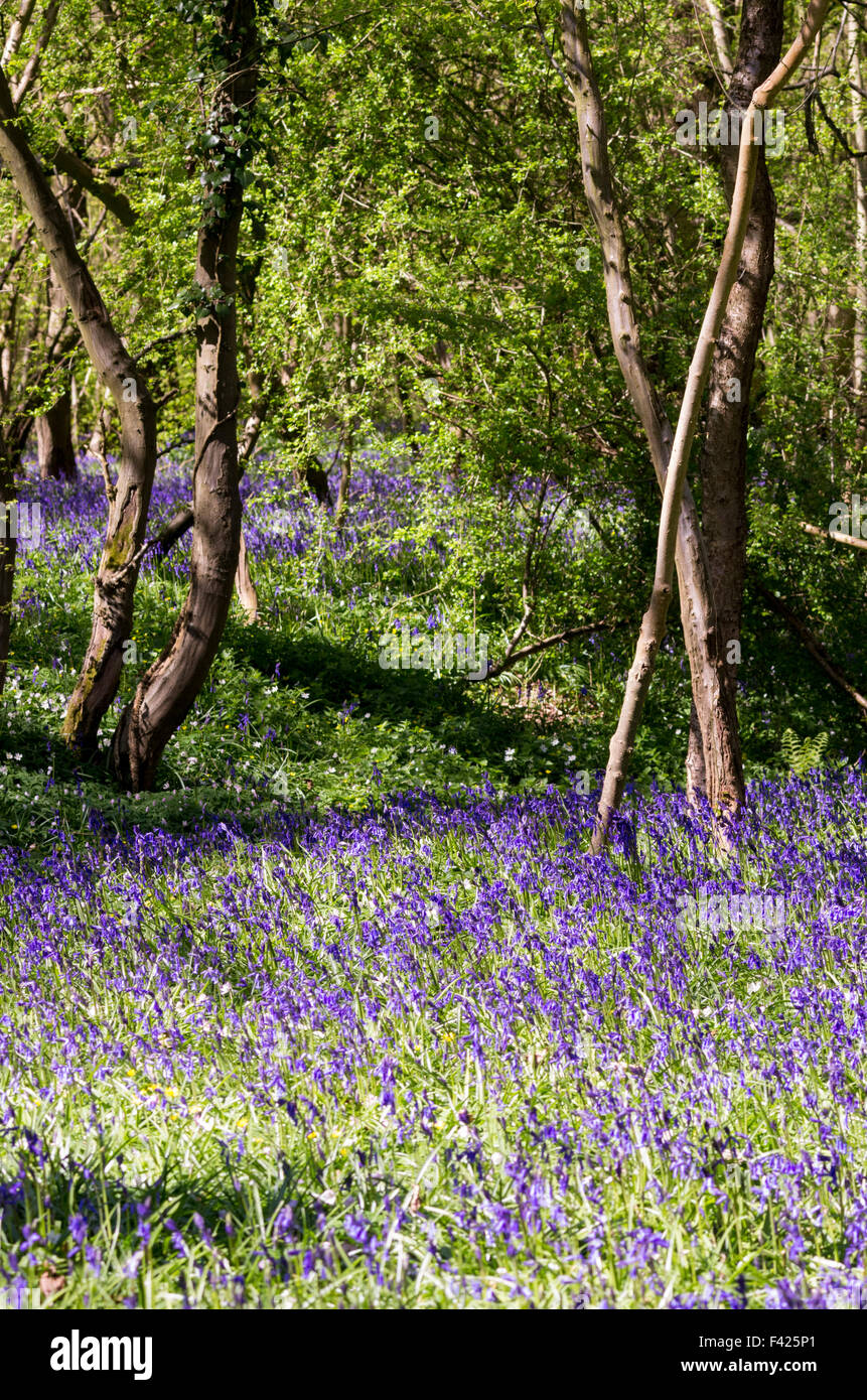 Bluebells in the woods Stock Photo - Alamy