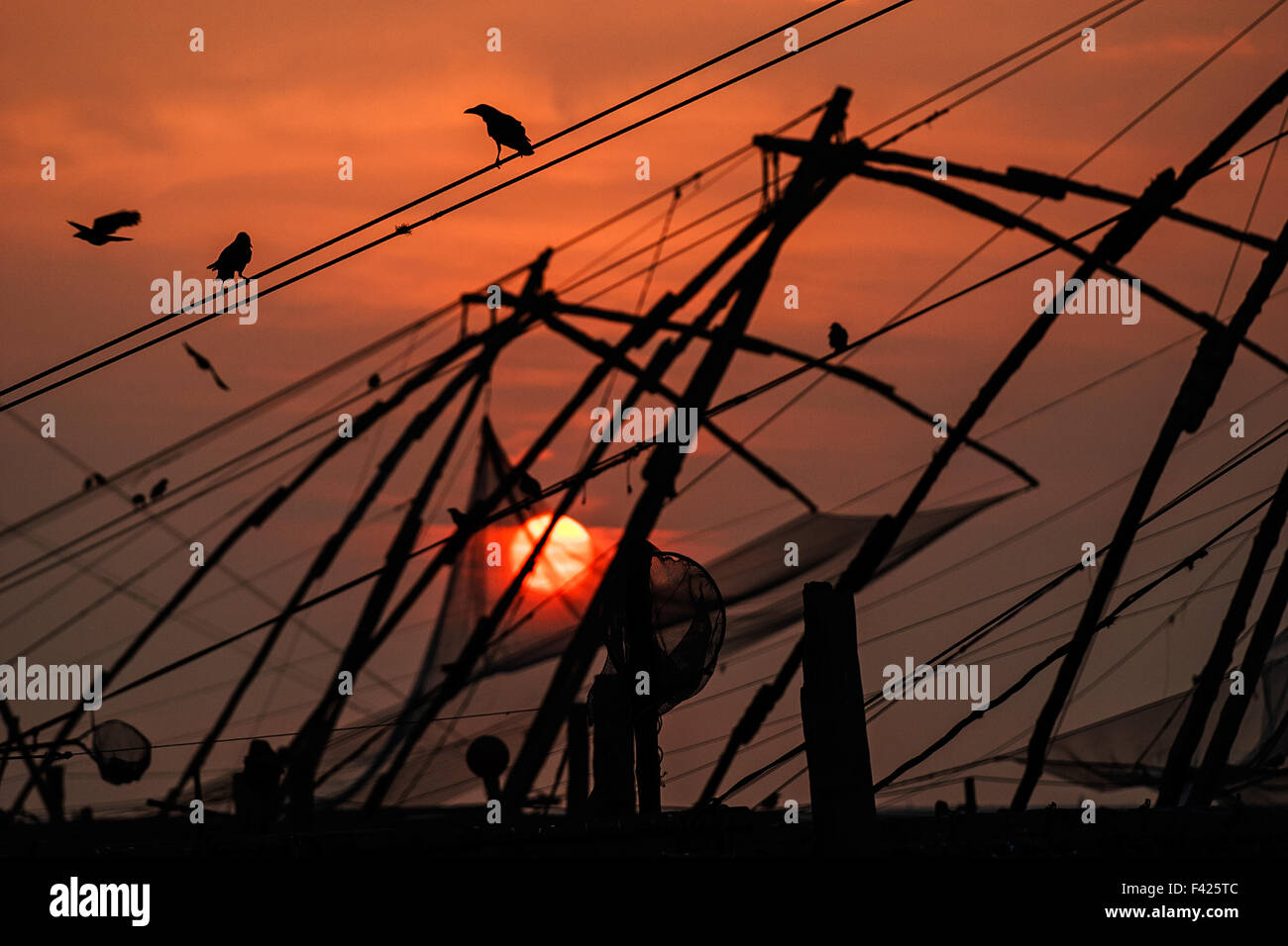 Silhouette of chinese fishing nets and crows at the sunset in Kochi ...