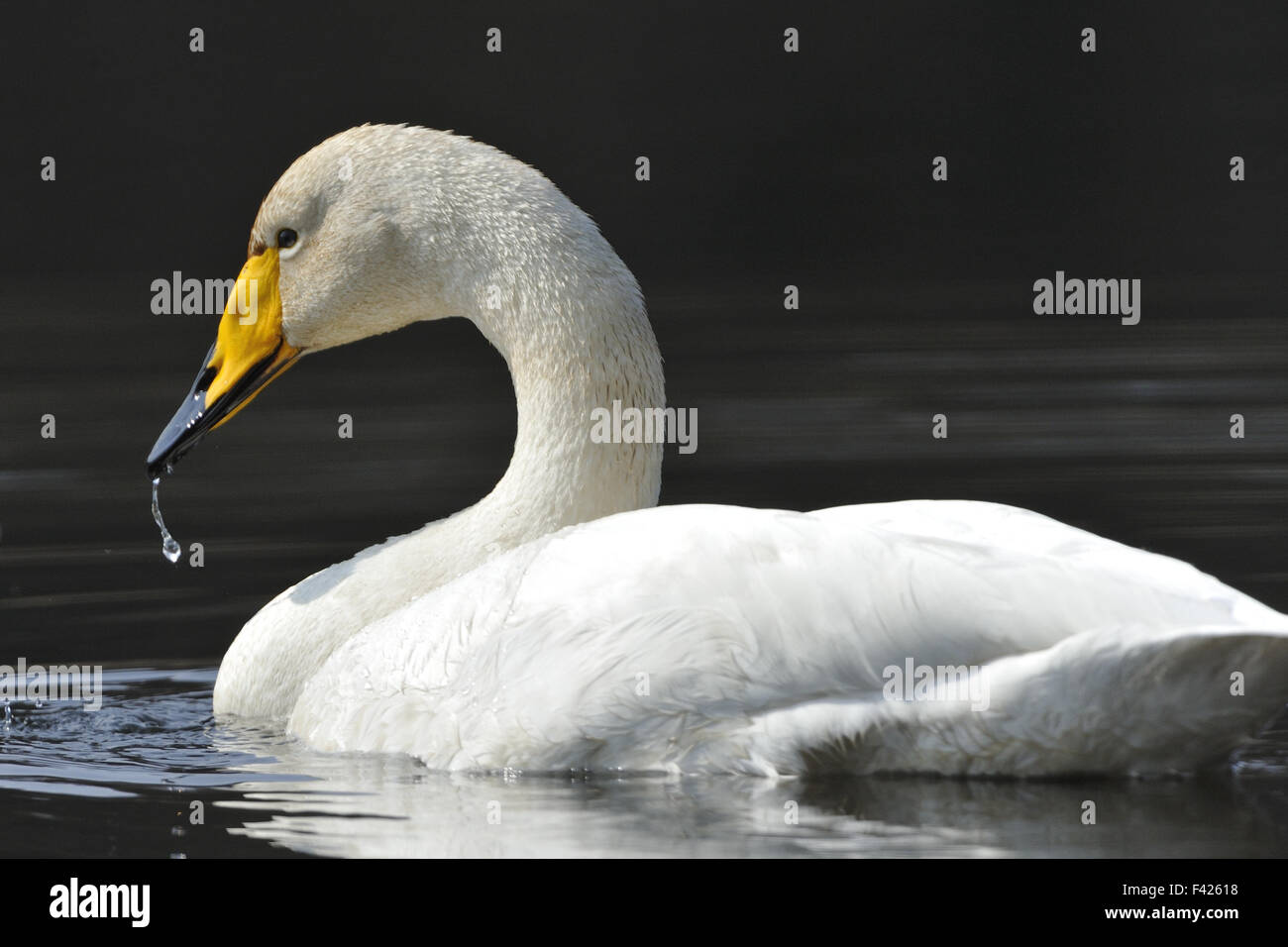 Swans takeoff hi-res stock photography and images - Alamy