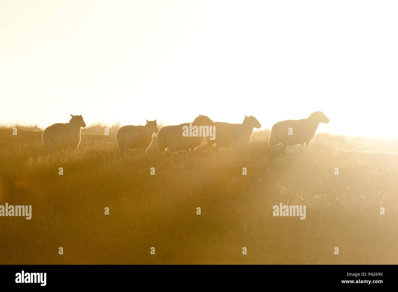 Builth Wells, Powys, UK. 14th October, 2015. Sheep are seen in the ...