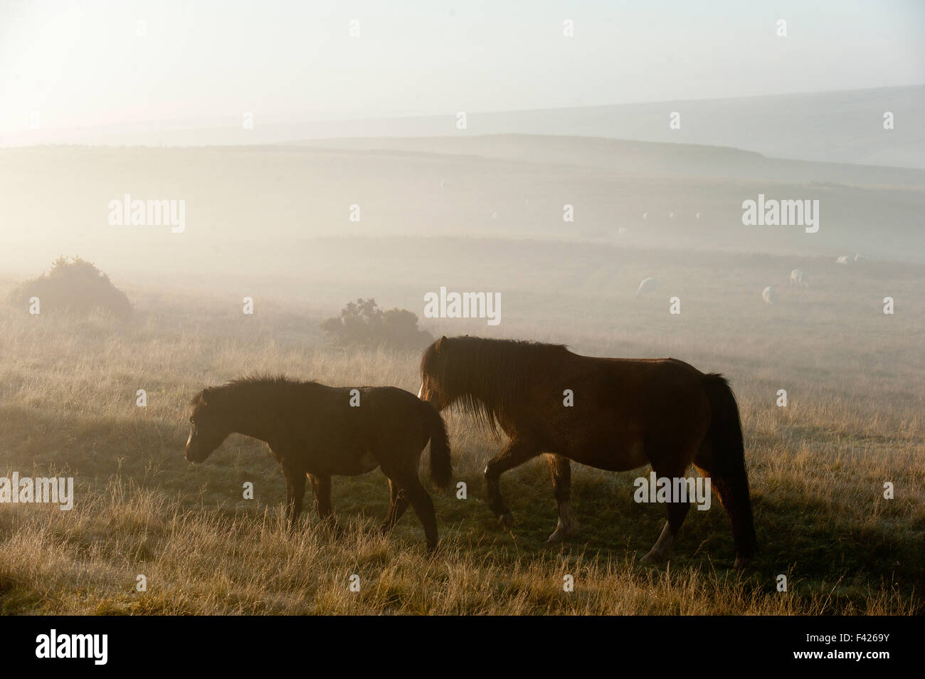 Builth Wells, Powys, UK. 14th October, 2015. Welsh ponies are seen in ...
