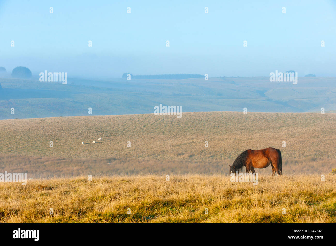 Builth Wells, Powys, UK. 14th October, 2015. Welsh ponies are seen in ...