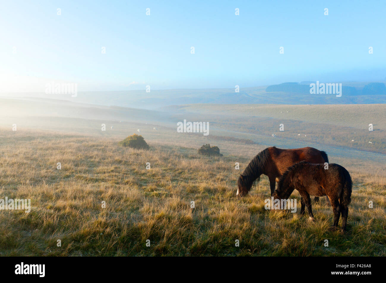Builth Wells, Powys, UK. 14th October, 2015. Welsh ponies are seen in ...