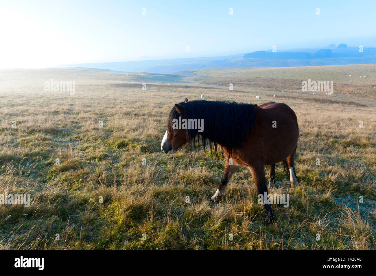 Builth Wells, Powys, UK. 14th October, 2015. Welsh ponies are seen in ...