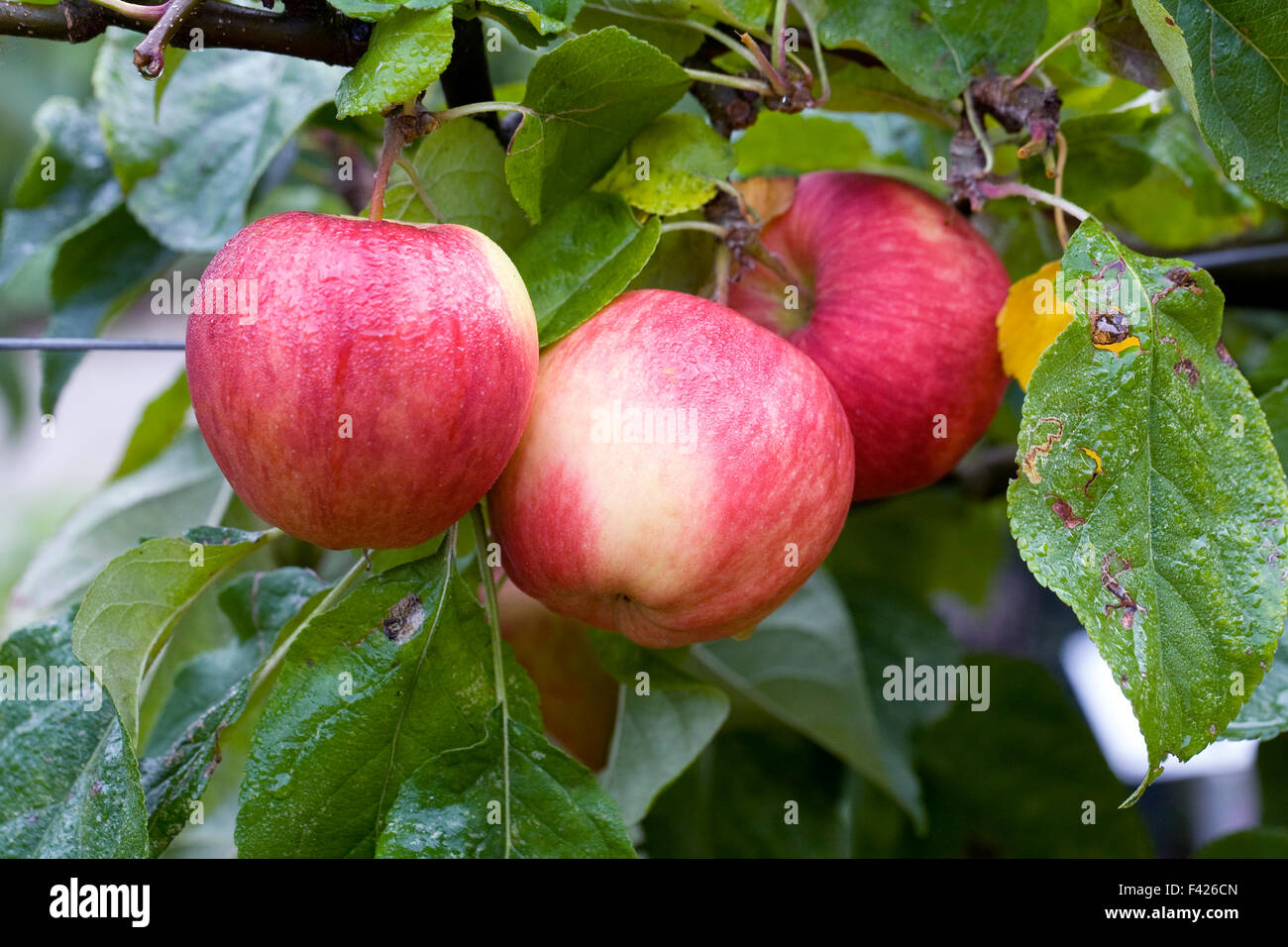 Stepover apple tree hi-res stock photography and images - Alamy