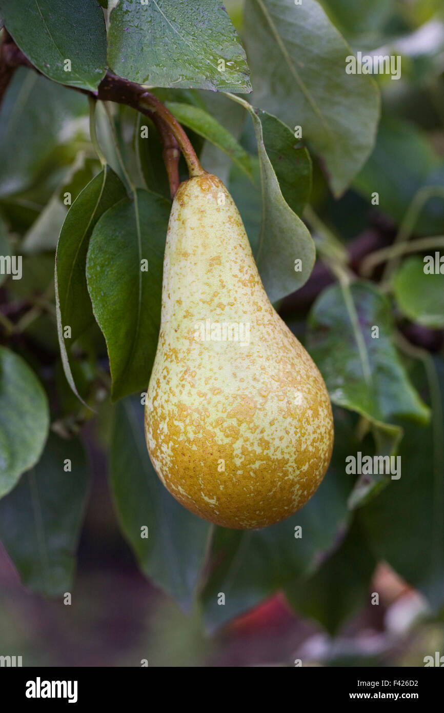 Conference pear tree hi-res stock photography and images - Alamy