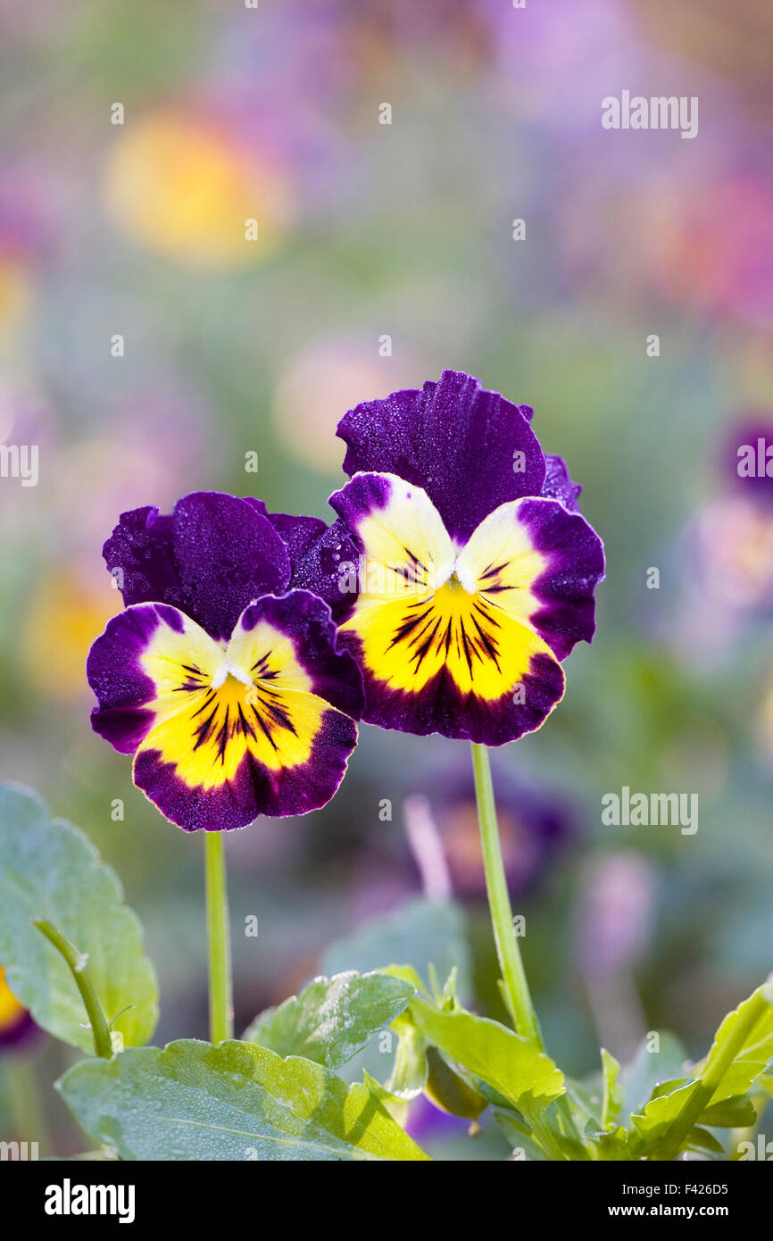 Viola 'Fancy shades Mix' flowers in Autumn Stock Photo - Alamy