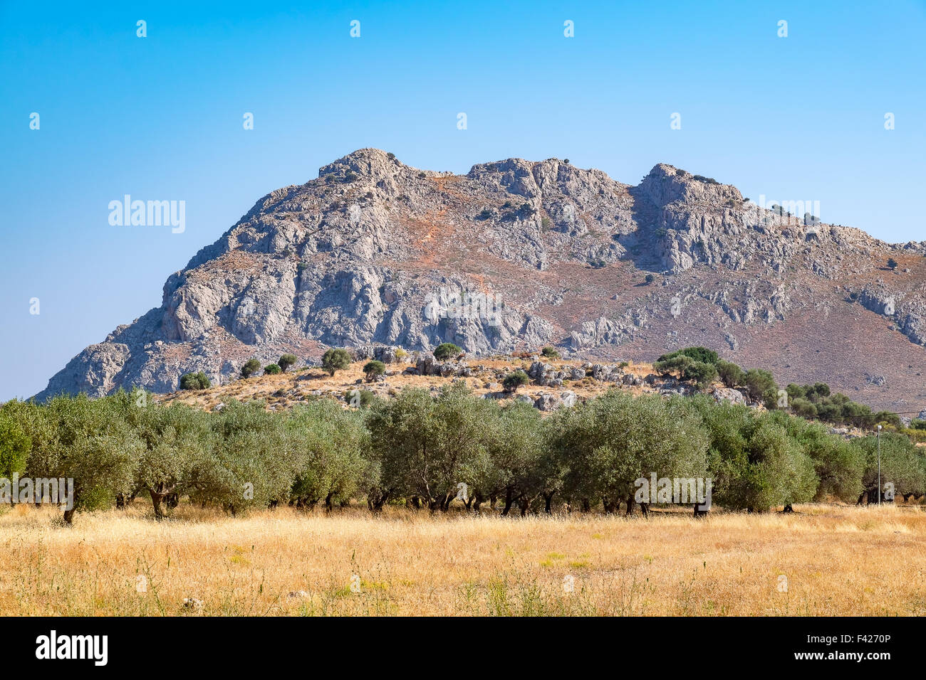 Olive trees. Rhodes, Greece Stock Photo - Alamy