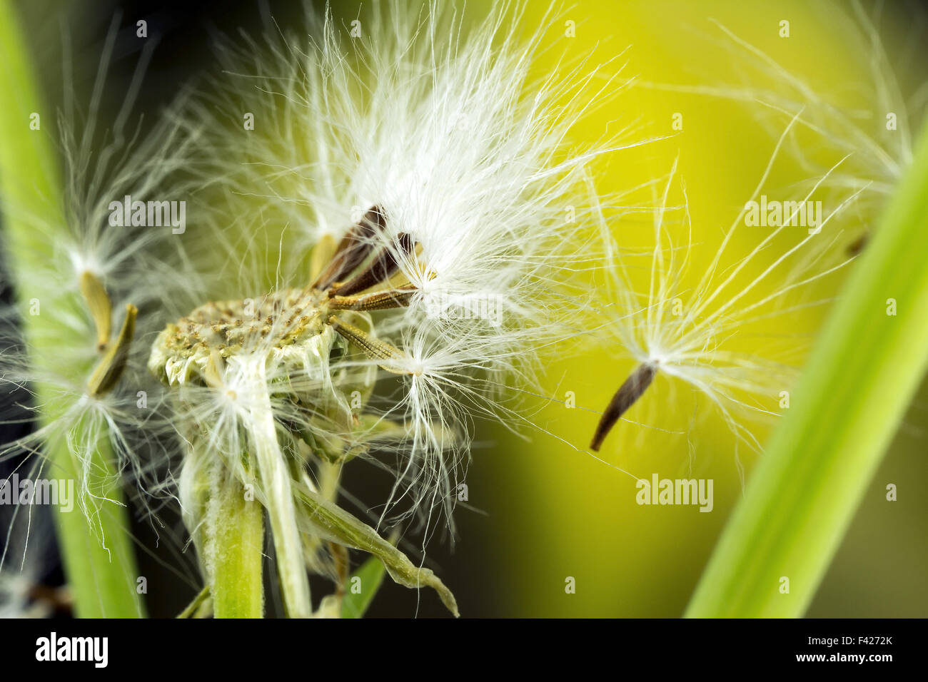 Sow thistle seeds Stock Photo - Alamy