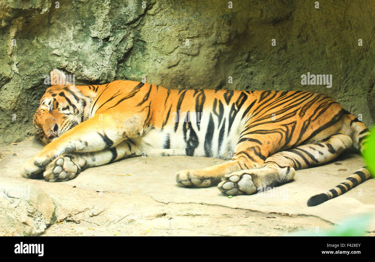 Sleeping tiger in the zoo Stock Photo - Alamy