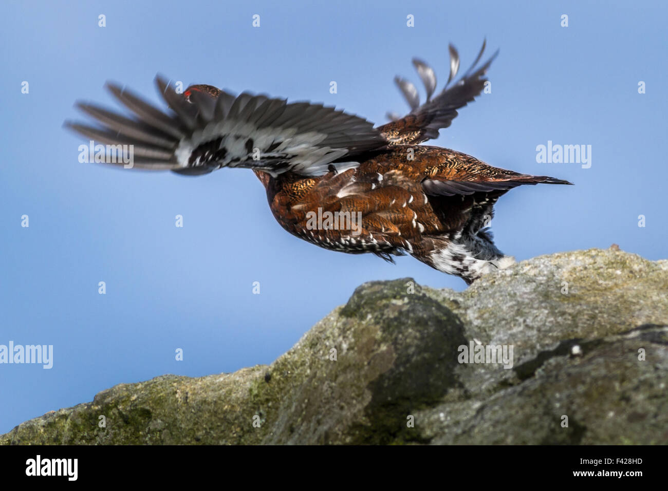 Flying Grouse High Resolution Stock Photography and Images - Alamy