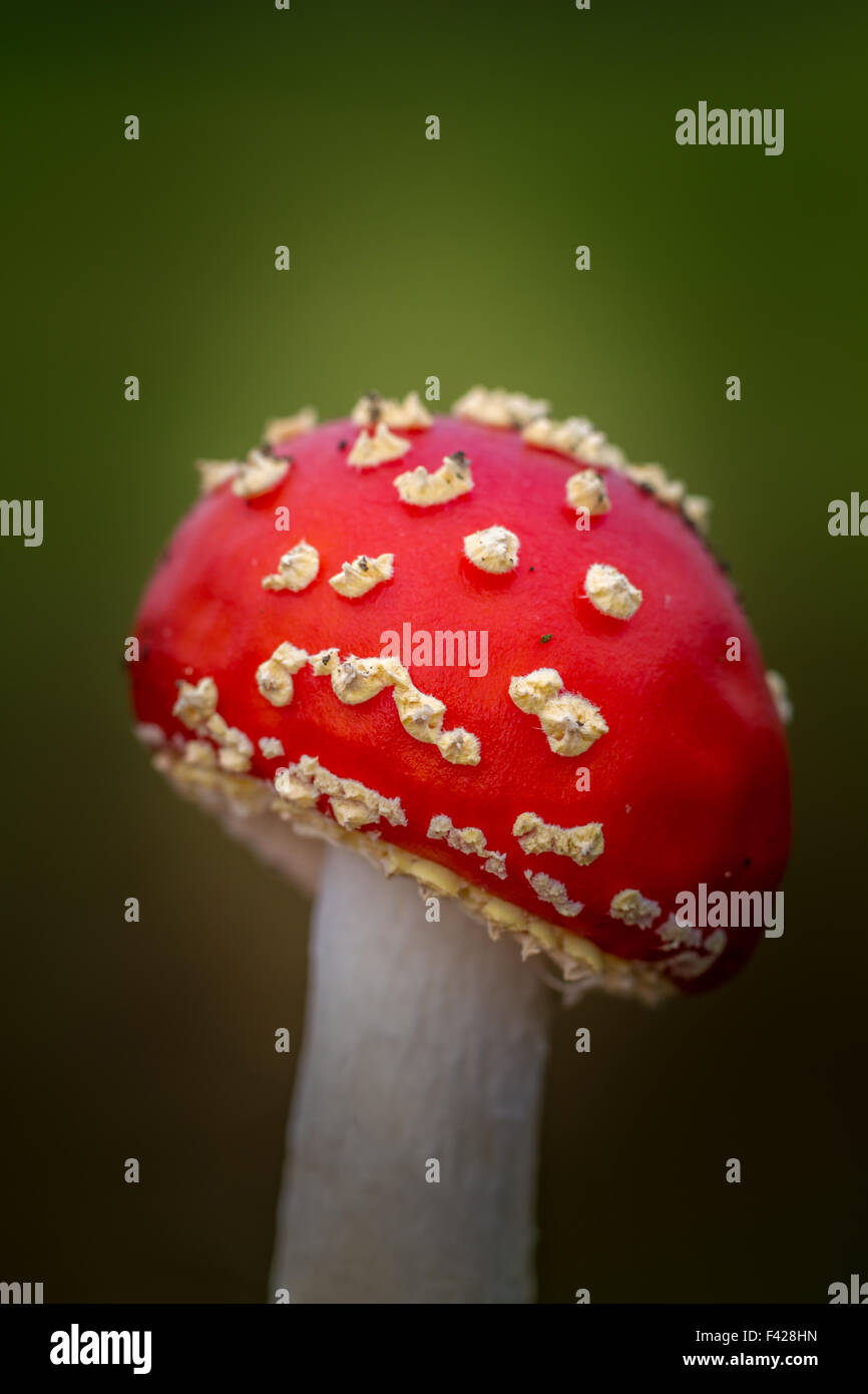 Young fly agaric toadstool: fruitbodies utilised by wide variety of ...