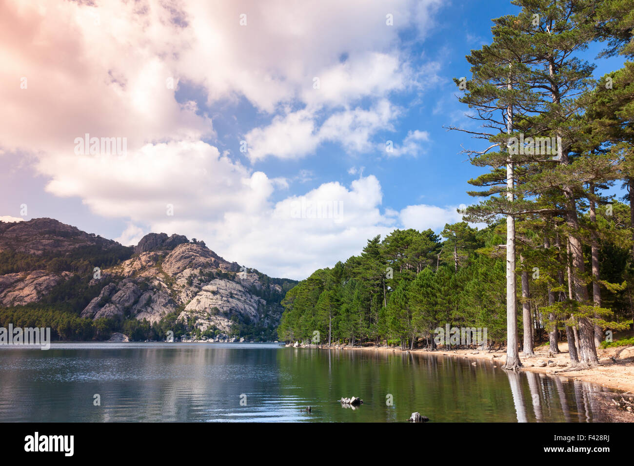 Wild landscape with still lake, pine trees and mountains on a ...