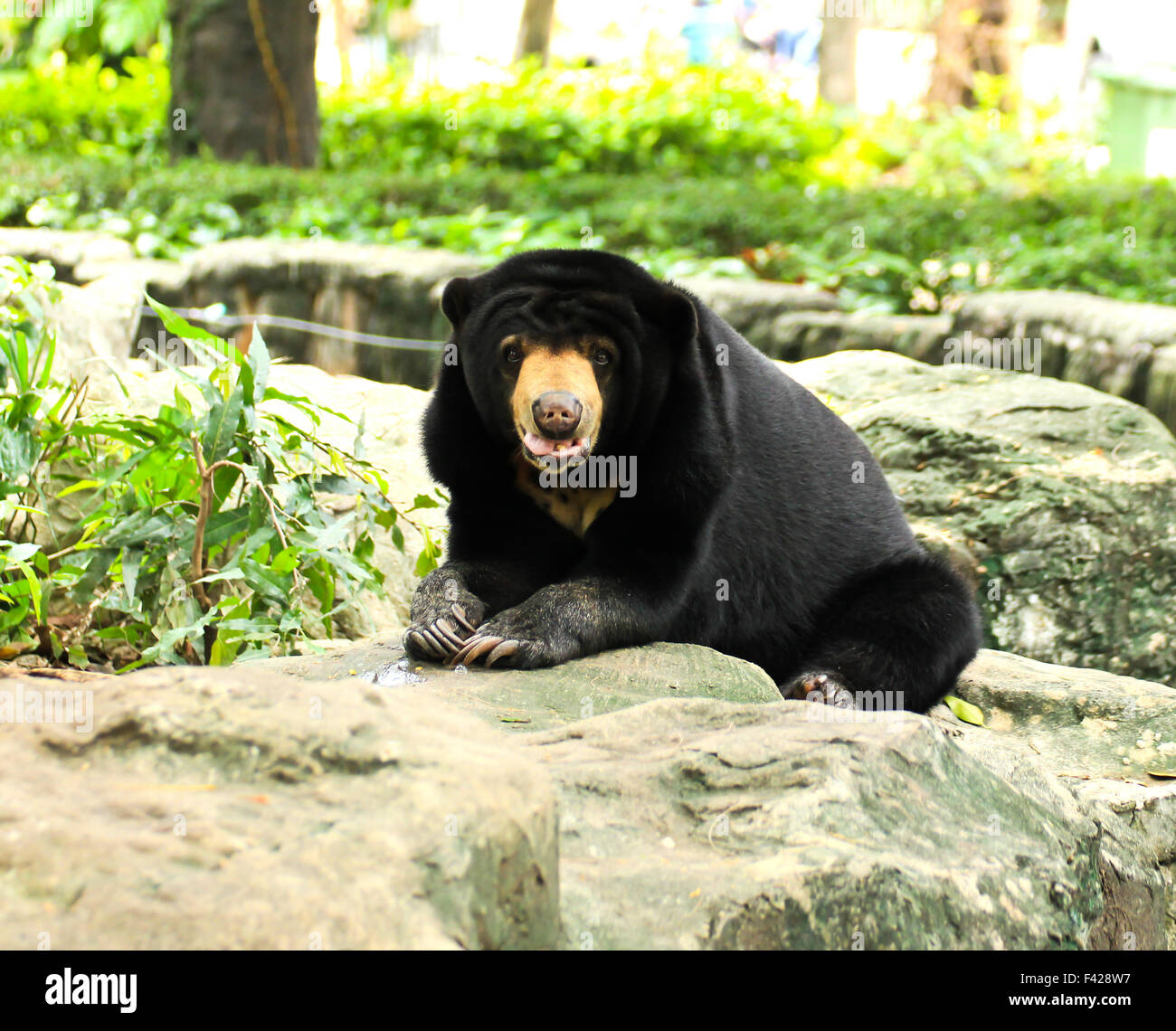 Malayan Sun Bear Stock Photo - Alamy