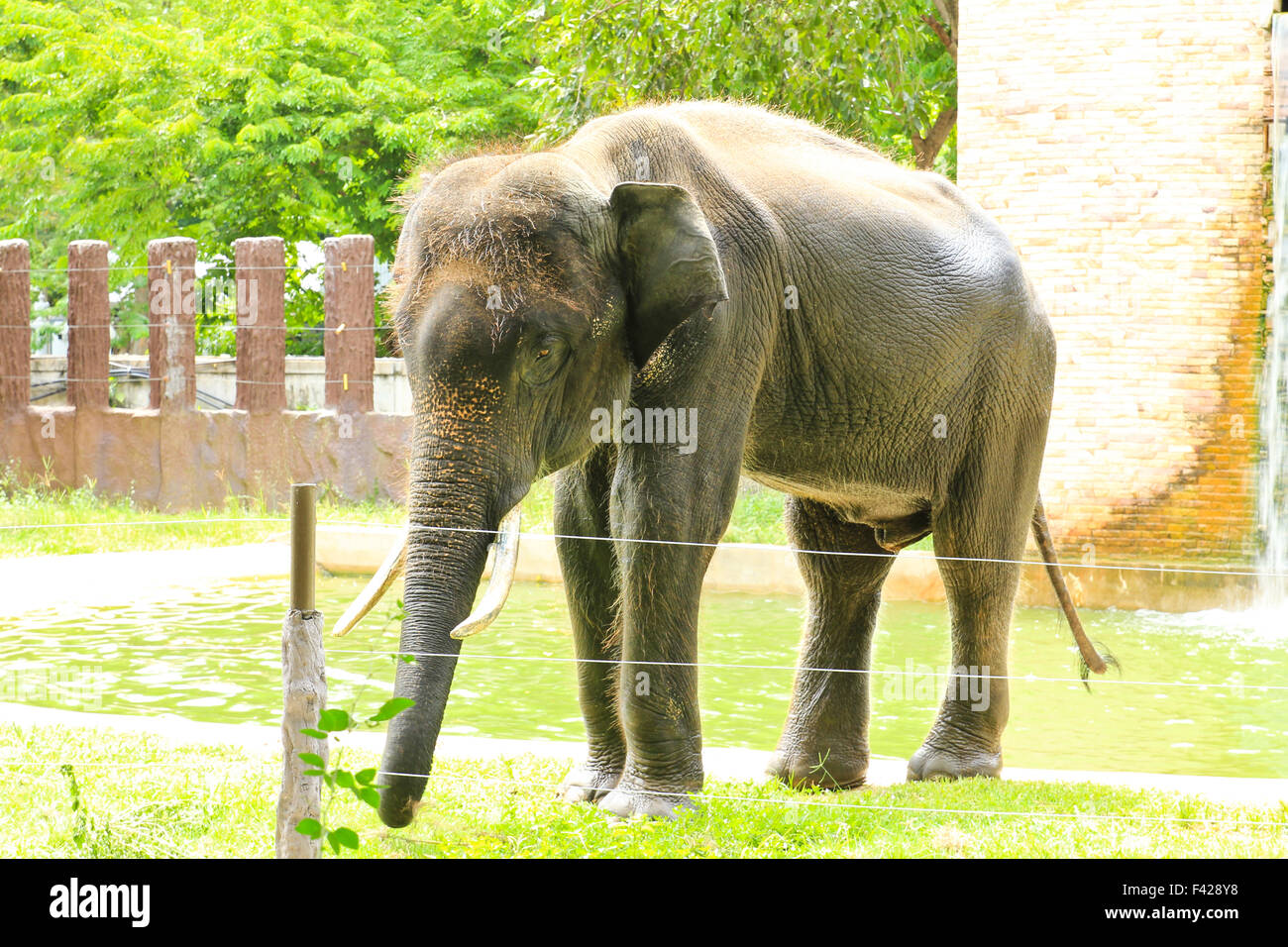 Elephant in a zoo Stock Photo - Alamy