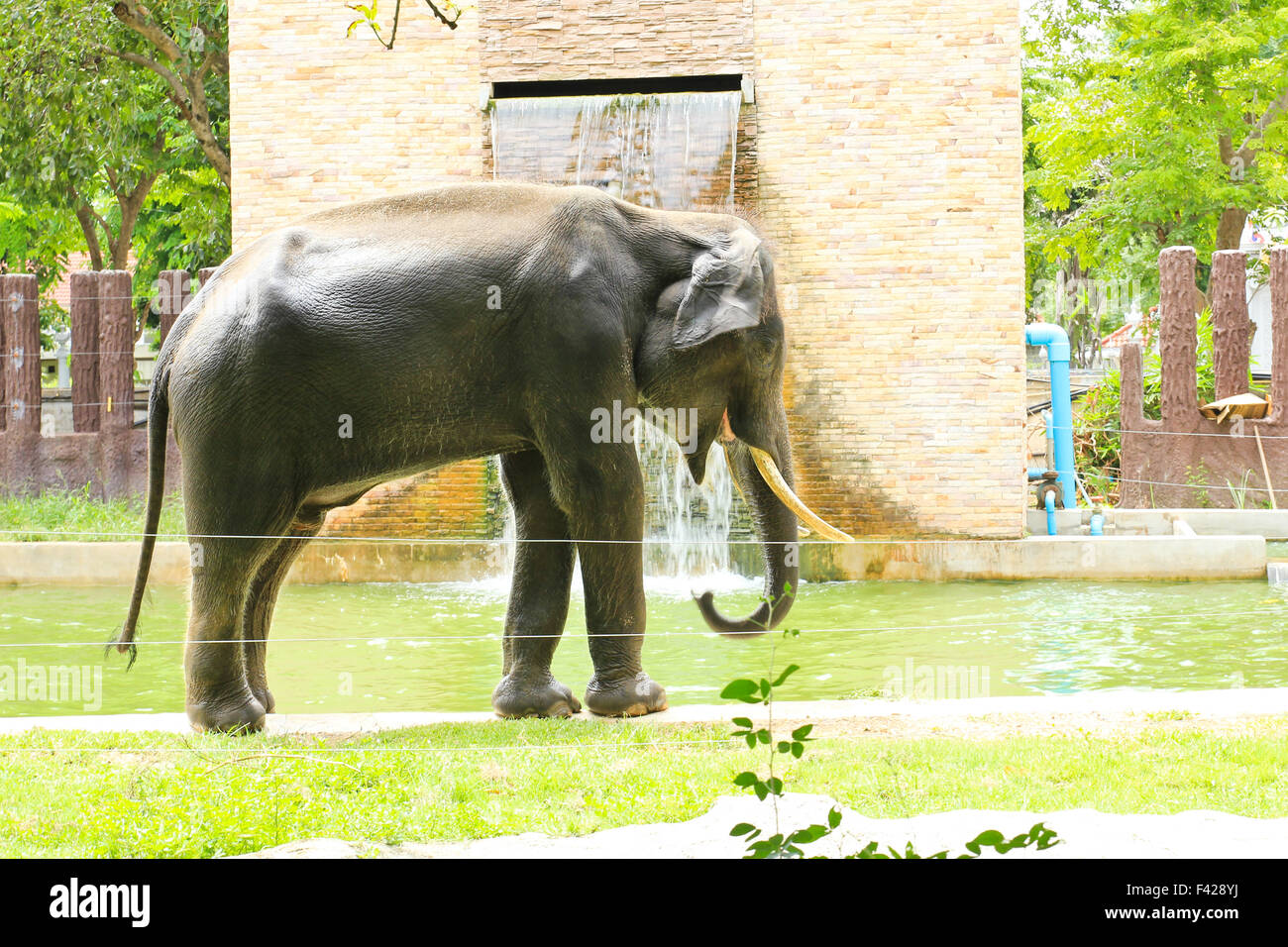Elephant in a zoo Stock Photo - Alamy