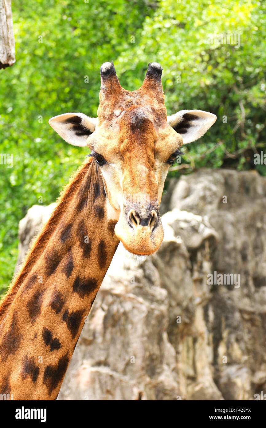Closeup portrait of giraffe Stock Photo - Alamy