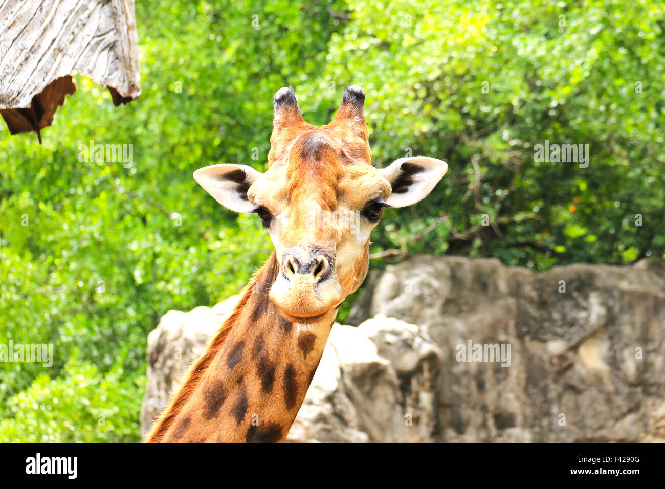 Closeup portrait of giraffe Stock Photo - Alamy