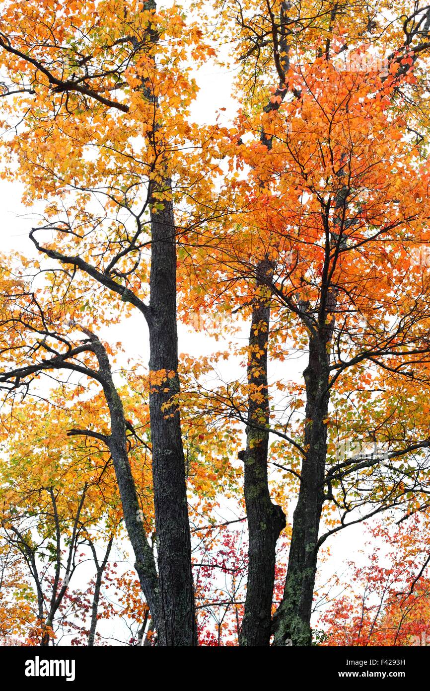 New england fall colors trees hi-res stock photography and images - Alamy