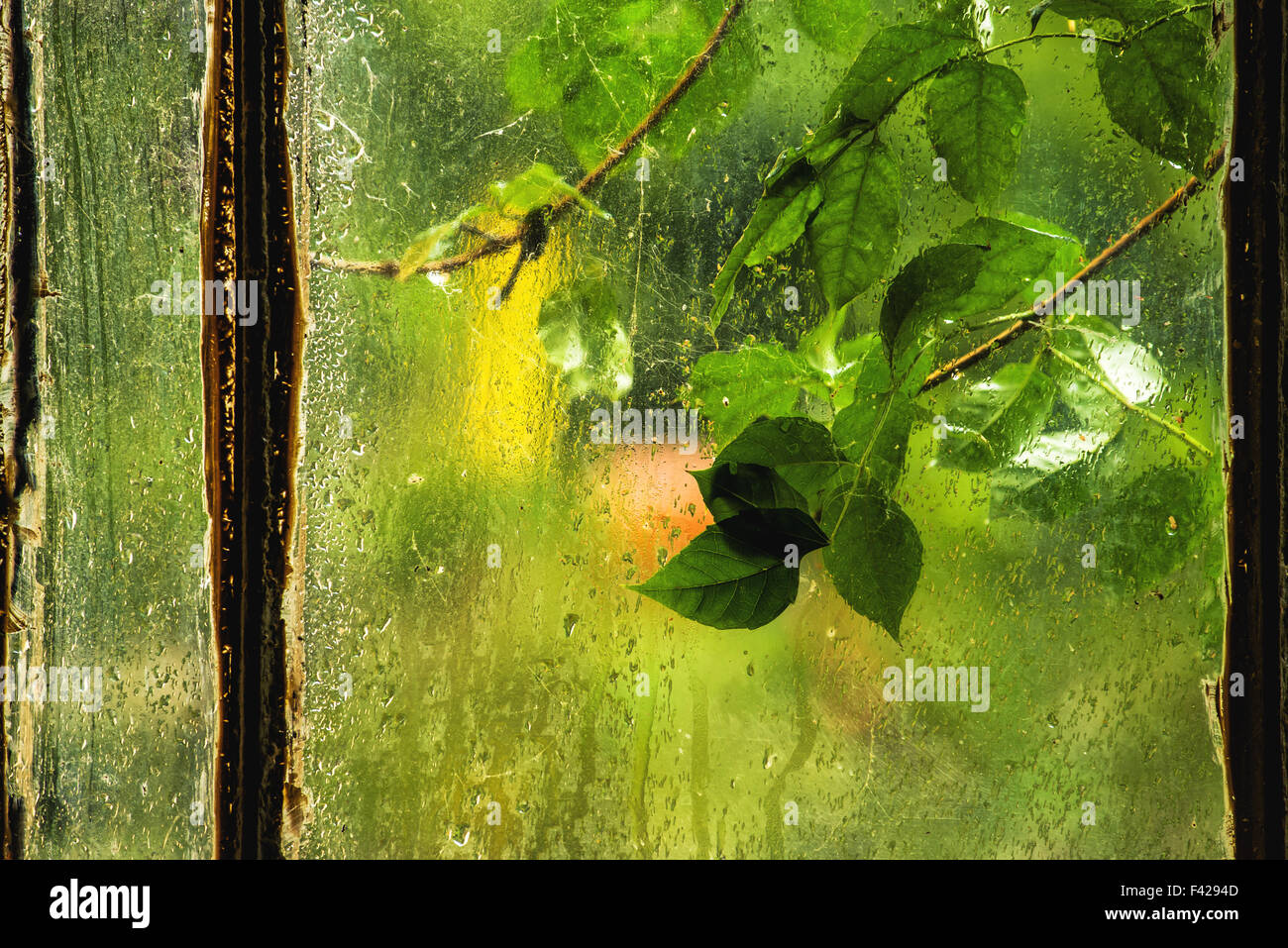 Green leaves on rainy window, abstract spring season background Stock ...