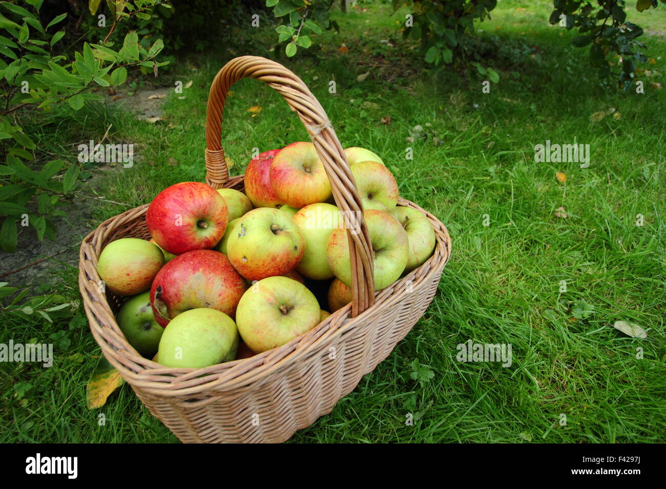 A basket of freshly picked, locally grown English apples at an Apple ...