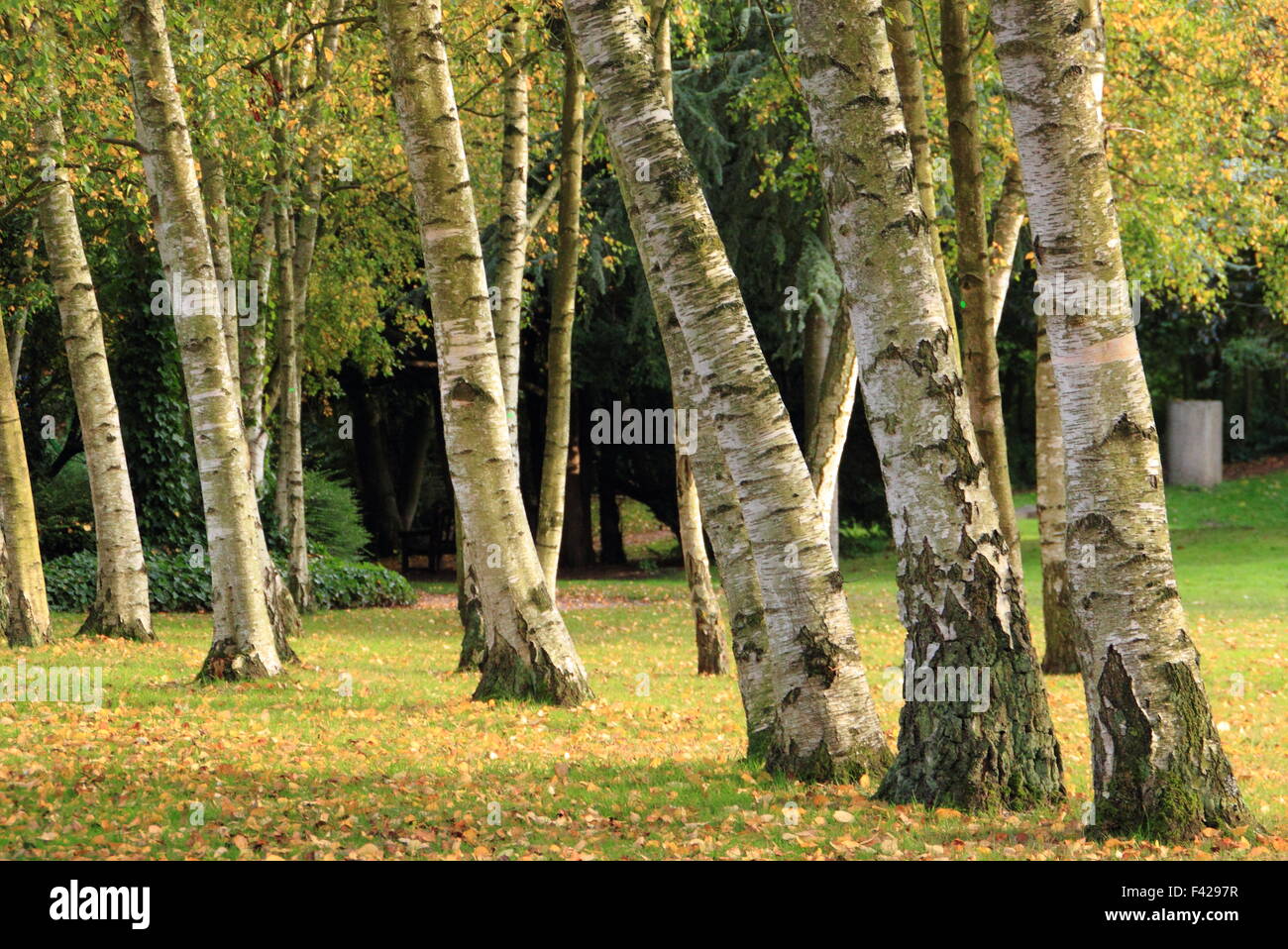 Sunlight on a silver birch trees (betual pendula) at Rufford Abbey ...