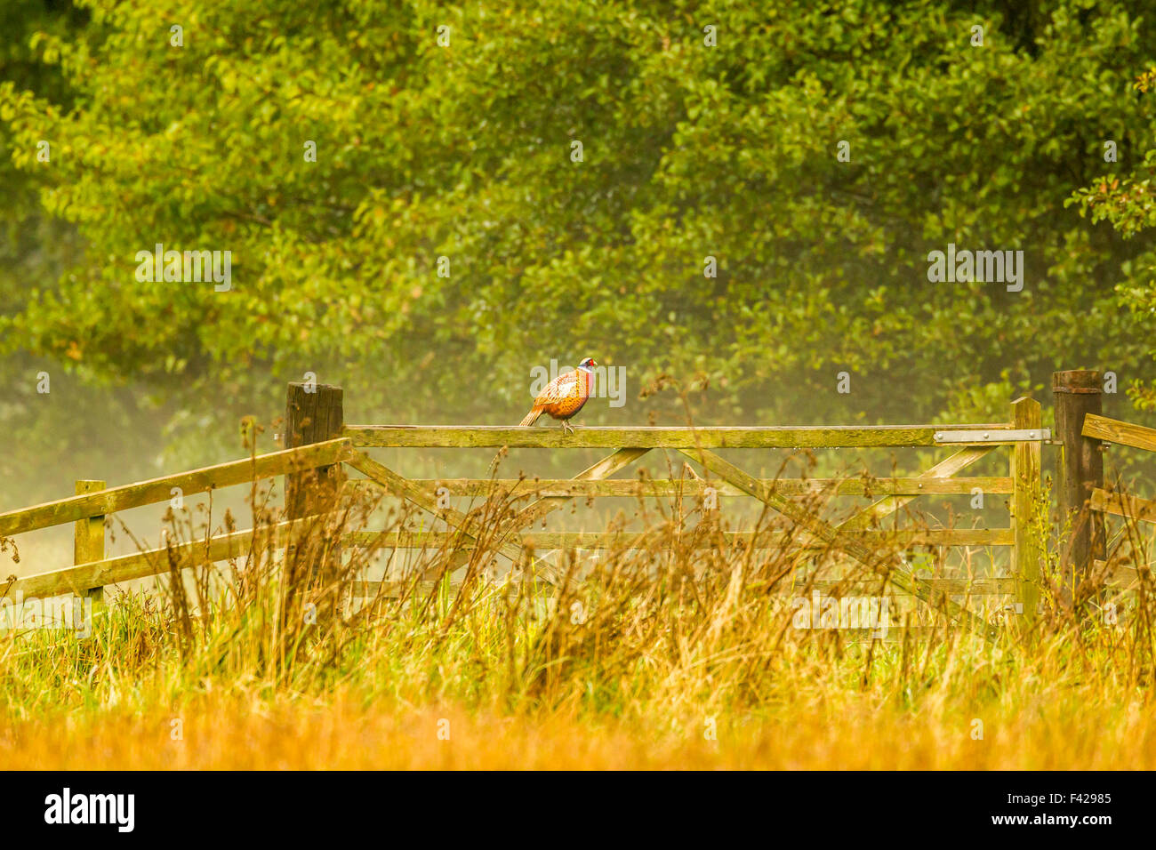 pheasant looking on into the mist Stock Photo - Alamy