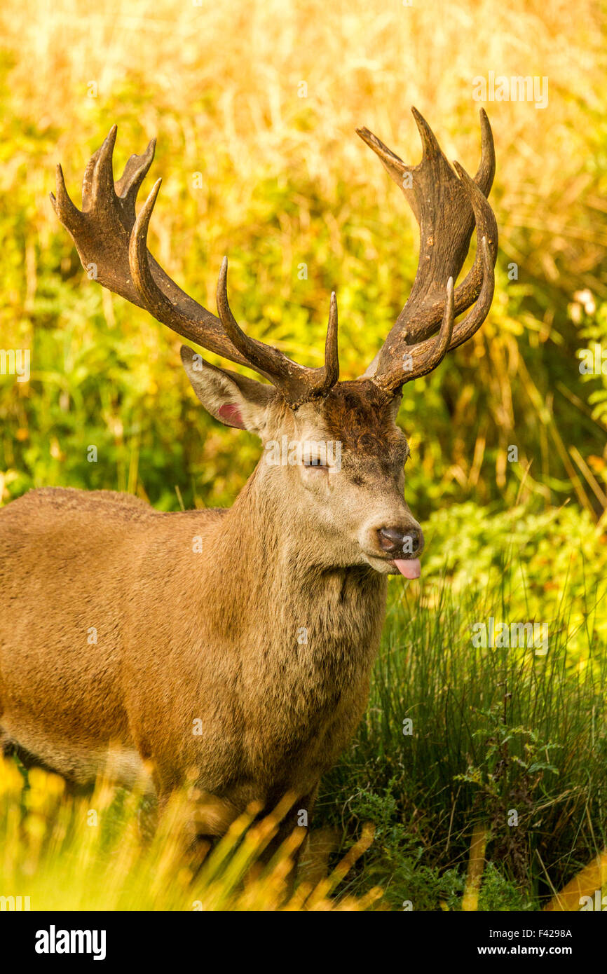 young stag in the woods Stock Photo - Alamy