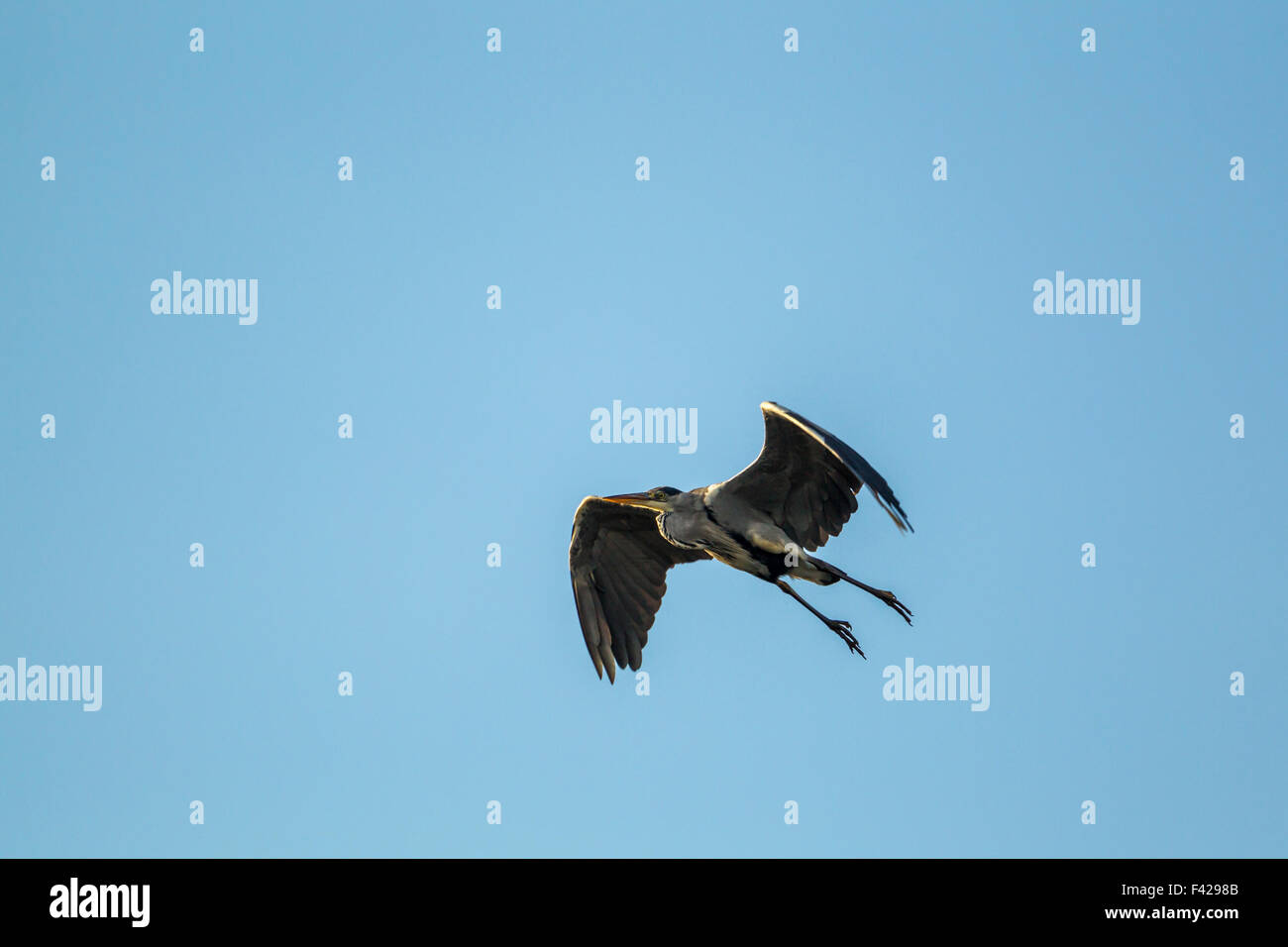 grey heron in flight Stock Photo - Alamy